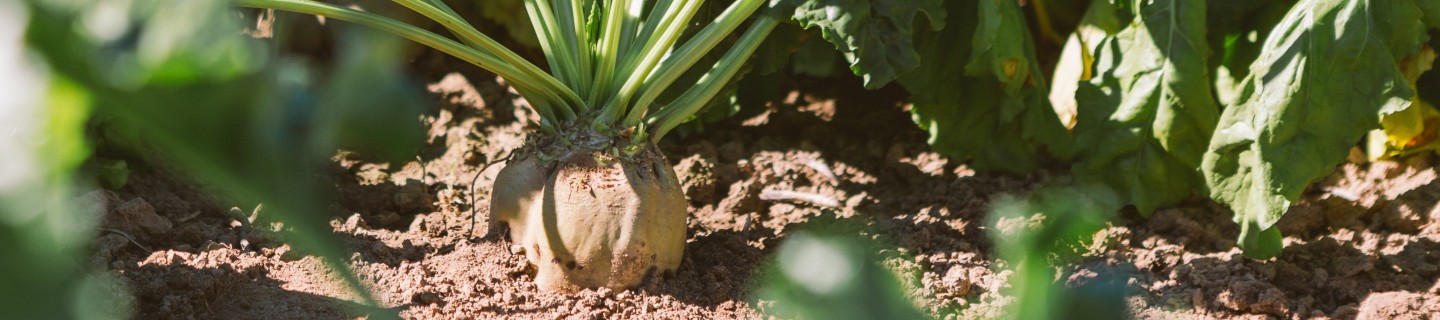 Zuckerrübe - Bodenbearbeitung - Aussaat - Beratung - KWS Austria Saat GmbH