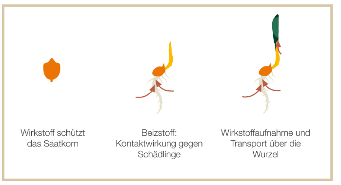 Beizung Mais - Beizung - Saatgut - Beratung - KWS Austria Saat GmbH