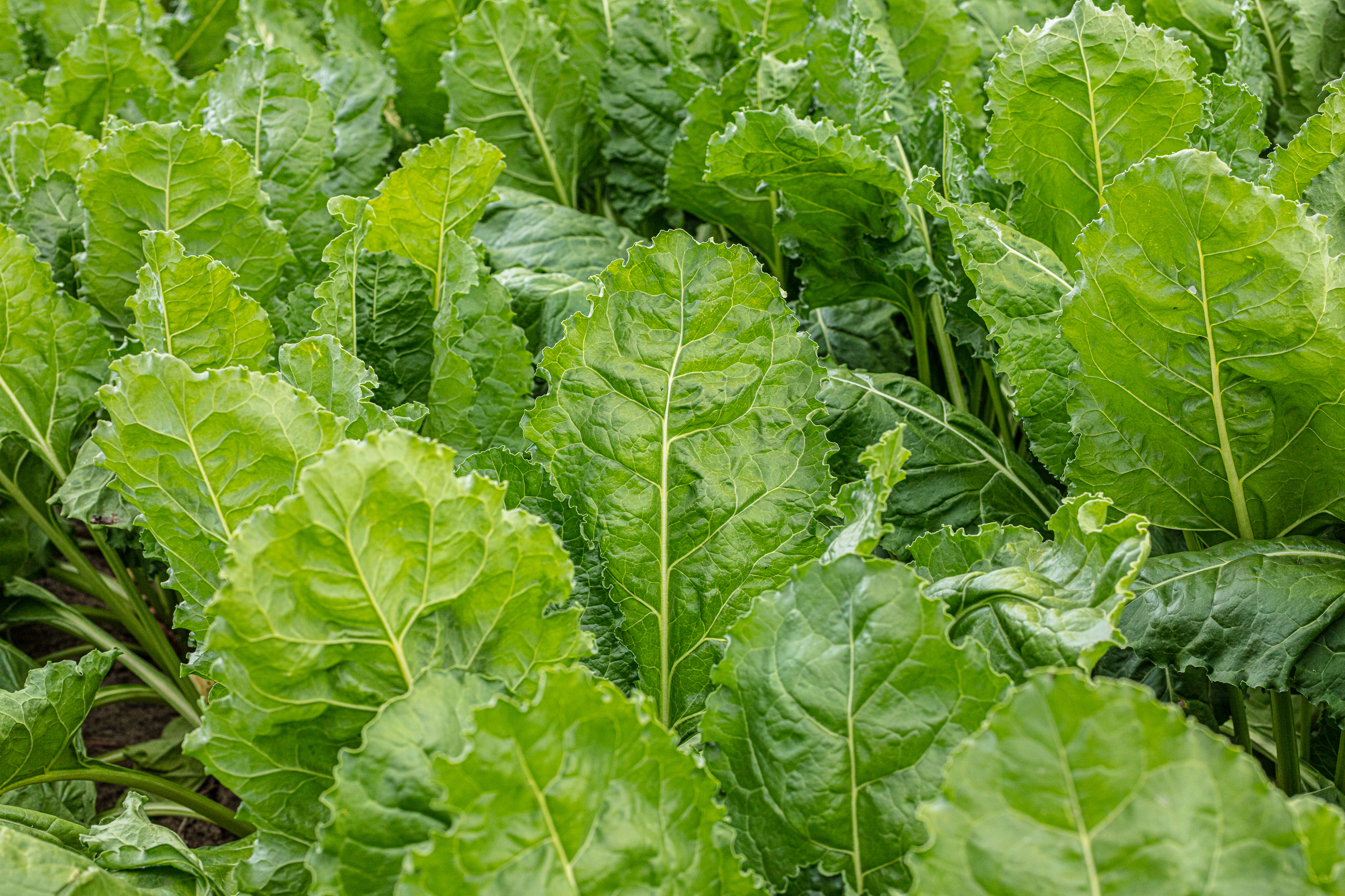 KWS Magyarország Kft. -Jövőt vetni – 1856 óta- KWS SAAT SE & Co. KGaA