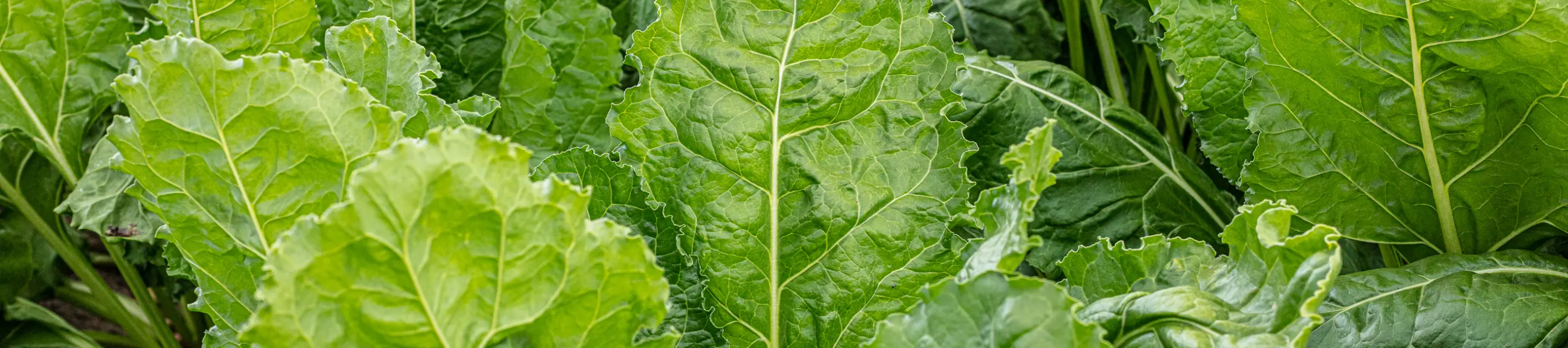 KWS Seeds | North America - SEEDING THE FUTURE - KWS SAAT SE & Co. KGaA