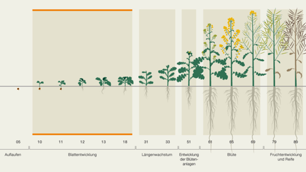 Entwicklung - Bestandesführung - Beratung - KWS Suisse SA