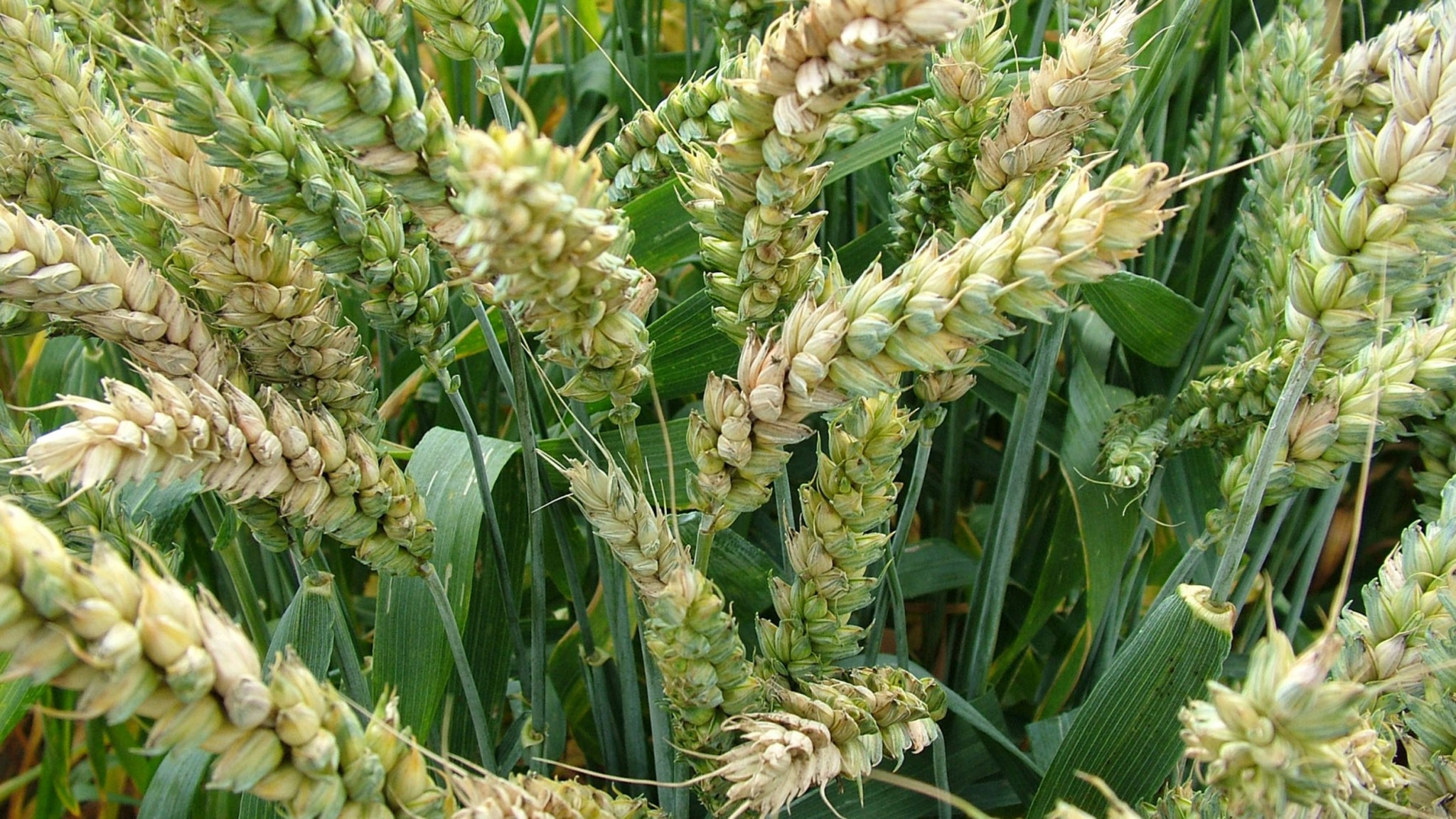 Cereals - KWS SAAT SE & Co. KGaA