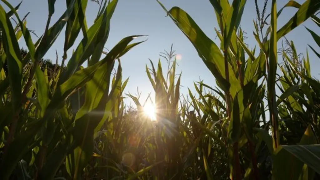 KWS EMPORIO - wczesna odmiana ziarnowa- KWS SAAT SE & Co. KGaA