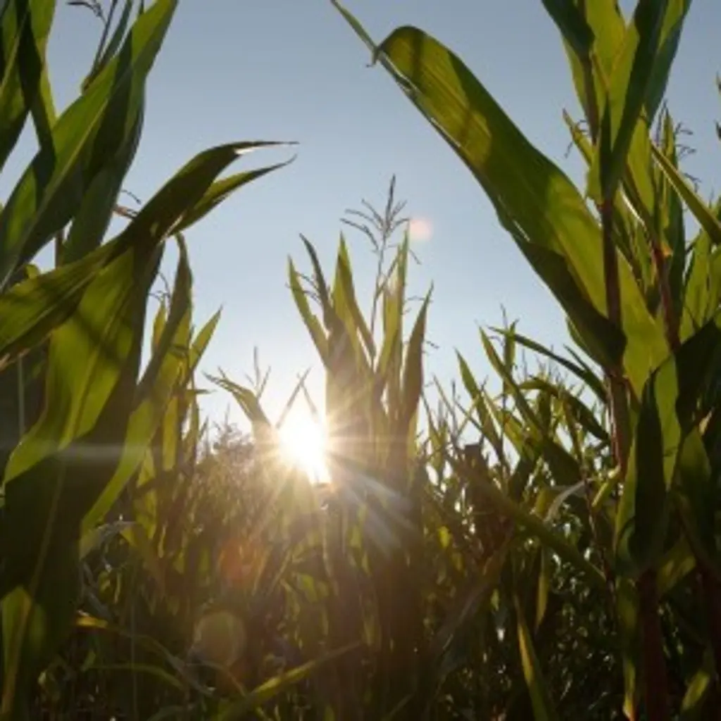 KWS Digital Services, myKWS- KWS UK Ltd.