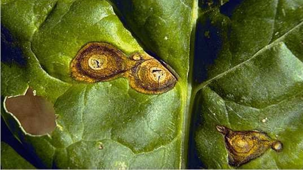 Phoma - Enfermedad - Asesoramiento KWS Chile Ltda.