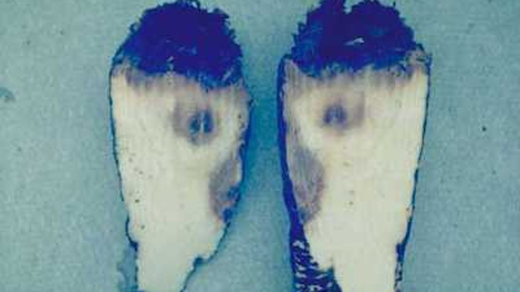 Phoma - Enfermedad - Asesoramiento KWS Chile Ltda.