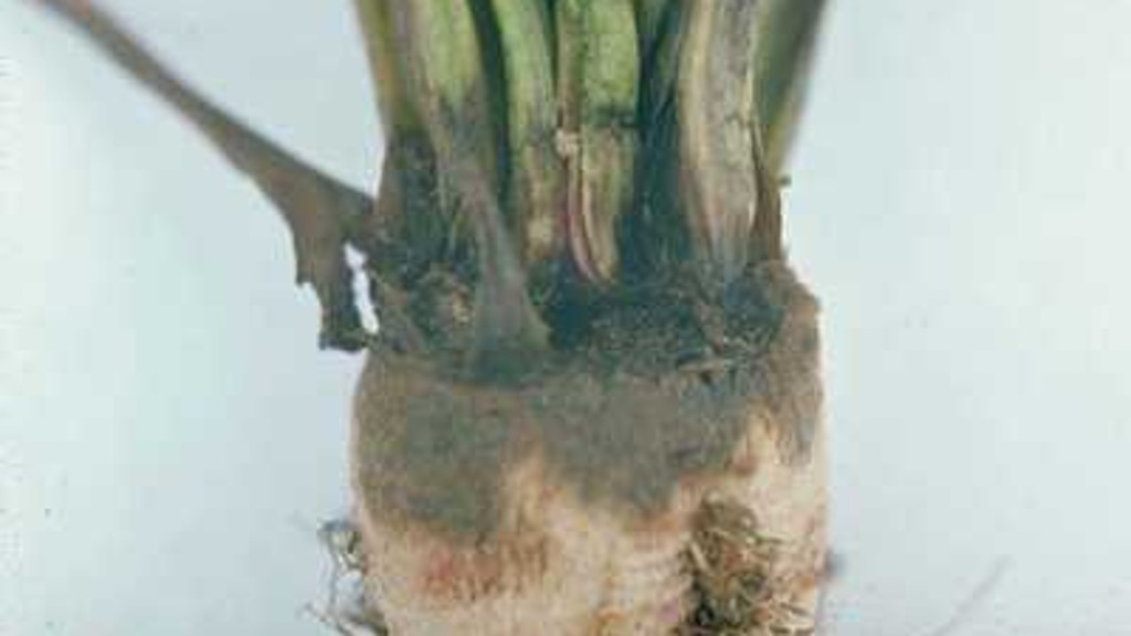 Phoma - Enfermedad - Asesoramiento KWS Chile Ltda.