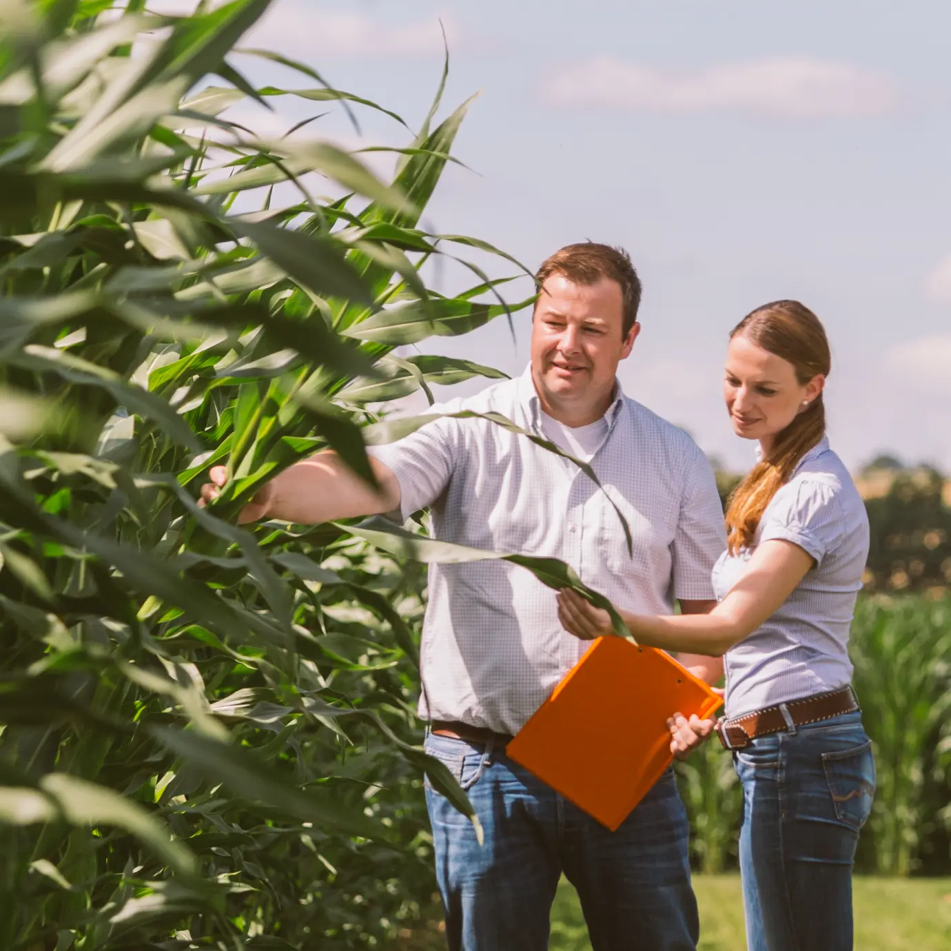 КВС-УКРАЇНА - KWS SAAT SE & Co. KGaA