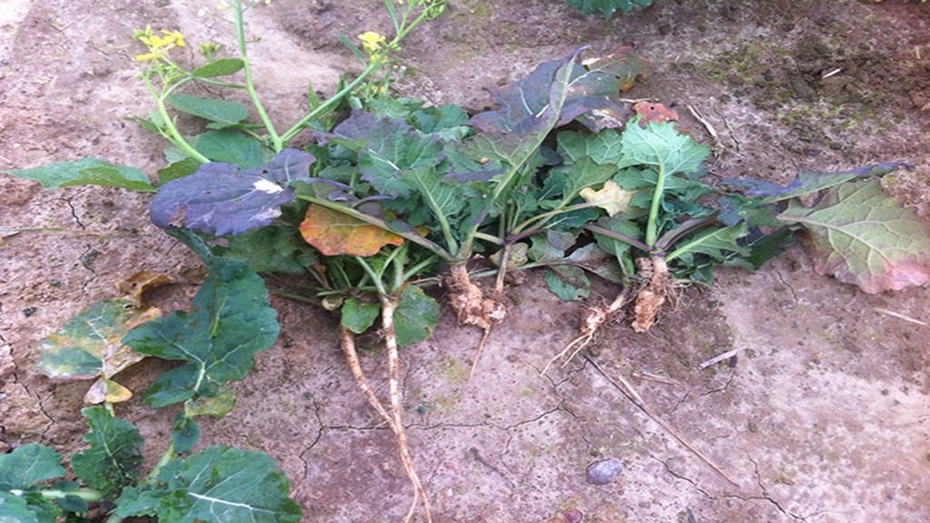 Kohlhernie im Raps bekämpfen - Resistente Sorten schützen vor Befall ...