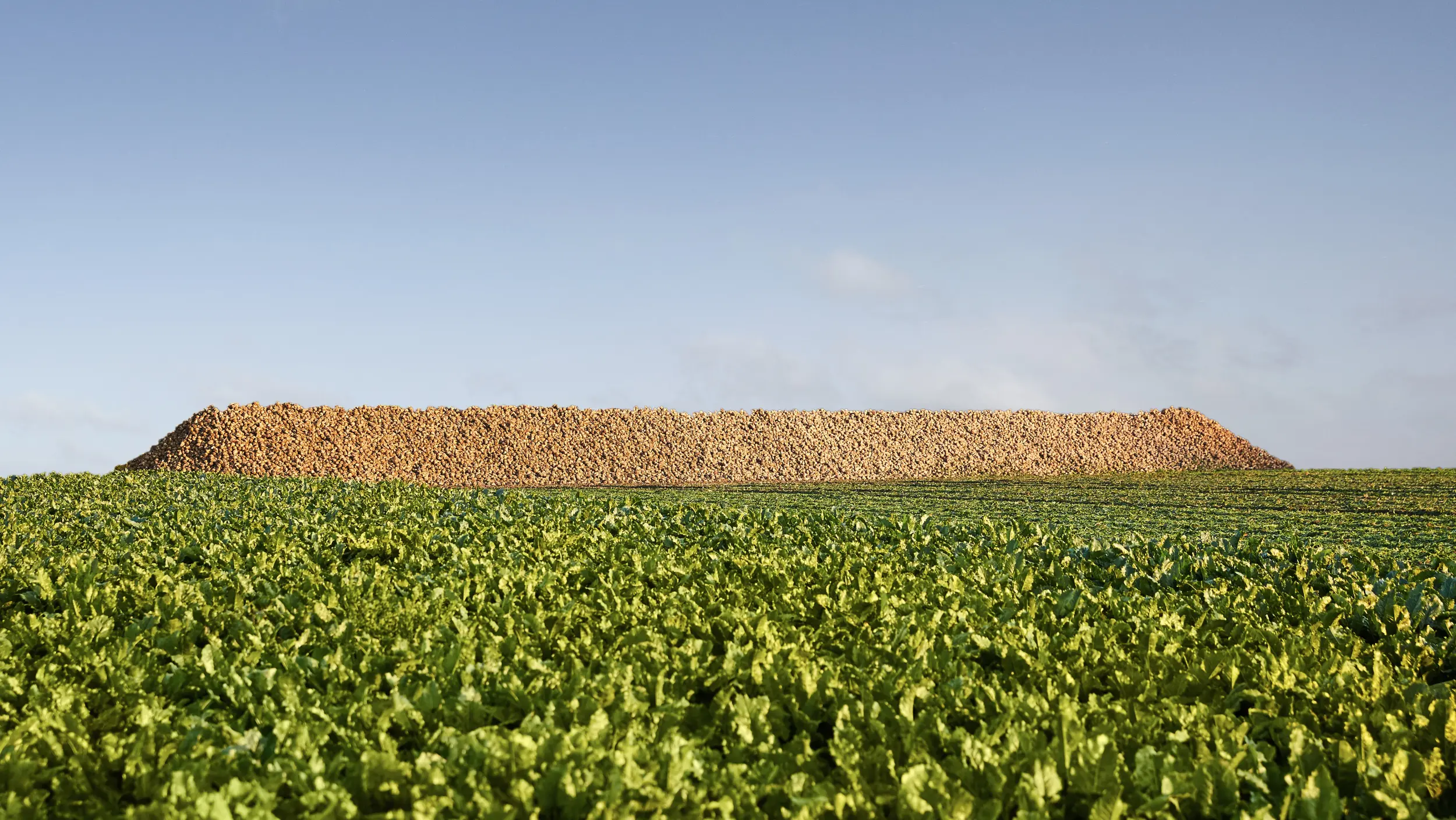 Sugarbeet - KWS SAAT SE & Co. KGaA