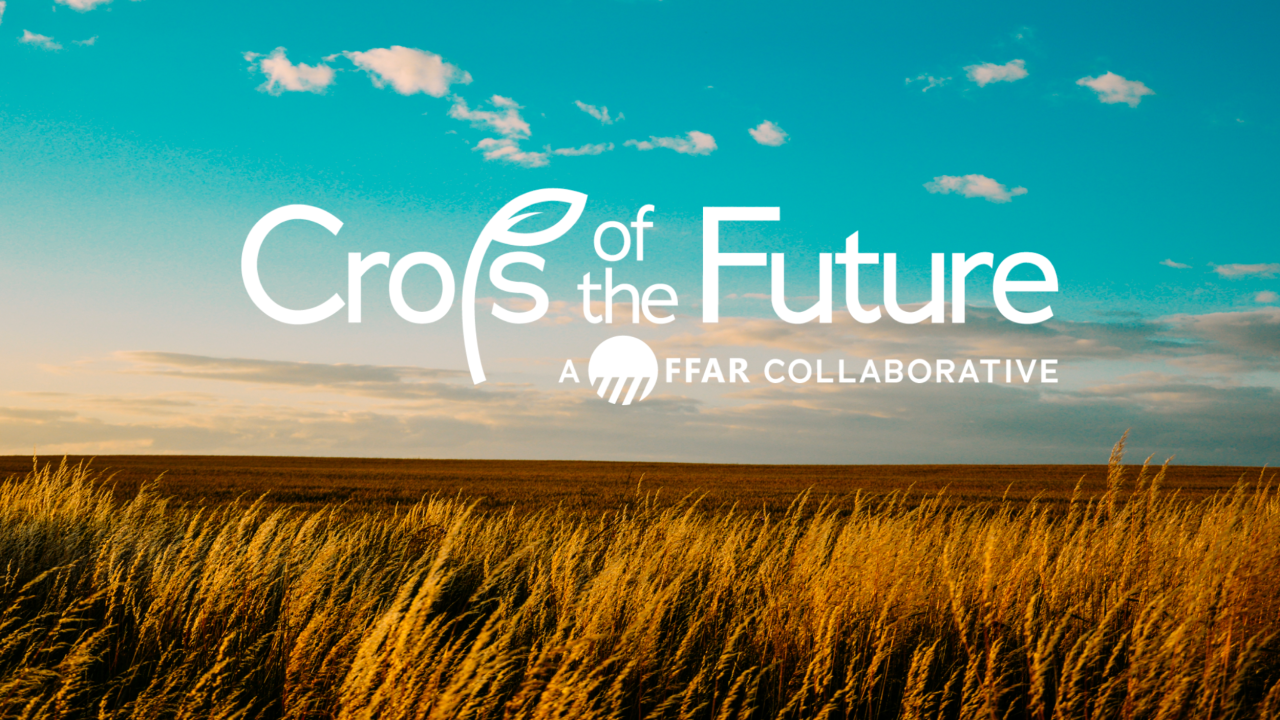 Proyectos - Innovación- KWS SAAT SE & Co. KGaA