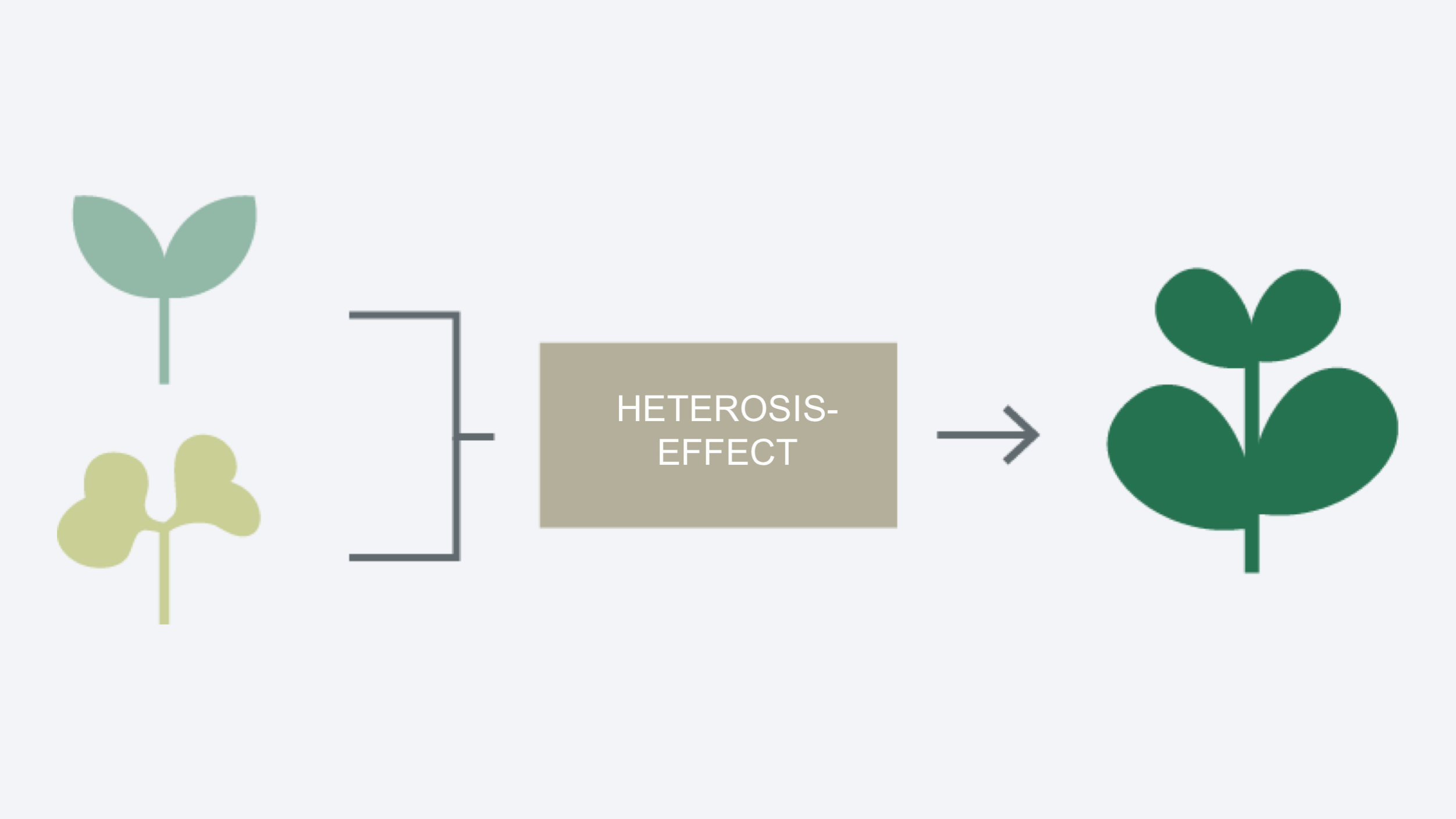 Hybrid breeding - Breeding methods - Innovation - KWS SAAT SE & Co. KGaA