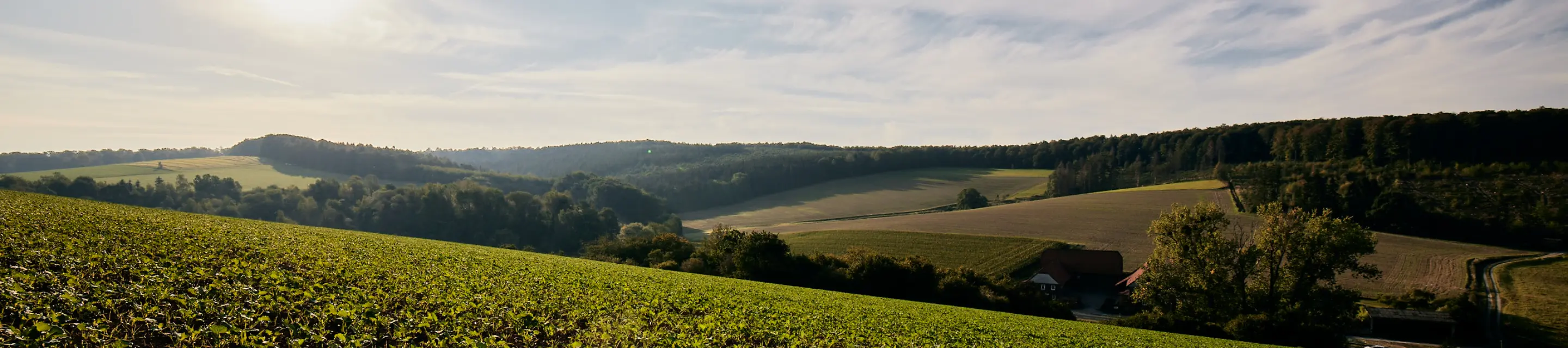 SEEDING THE FUTURE - KWS SAAT SE & Co. KGaA