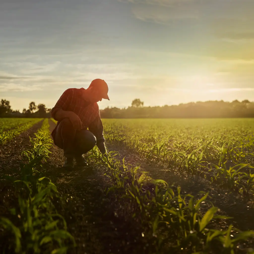 Company - KWS SAAT SE & Co. KGaA