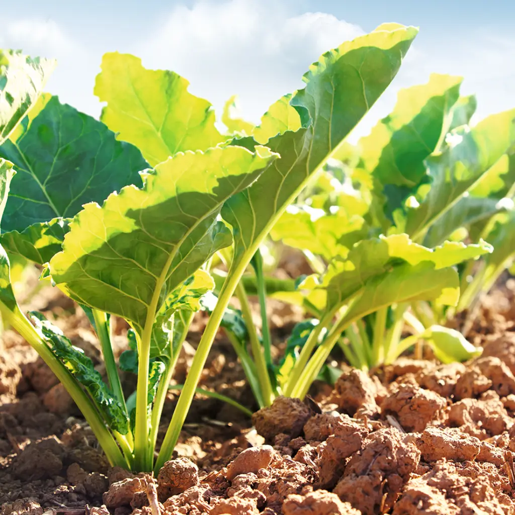 Our products - KWS SAAT SE & Co. KGaA