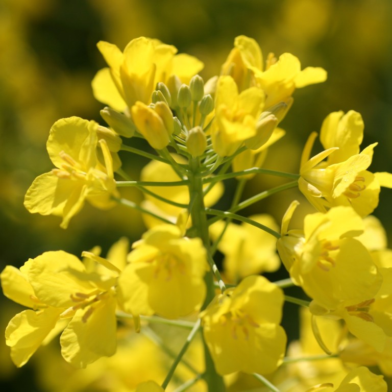 Rapsis- HEMMA- KWS SAAT SE & Co. Kafa