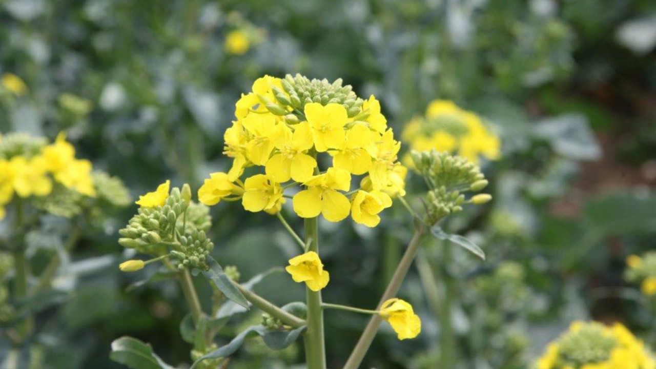 KWS Winterraps - Rapssaatgut - KWS SAAT | kws.de