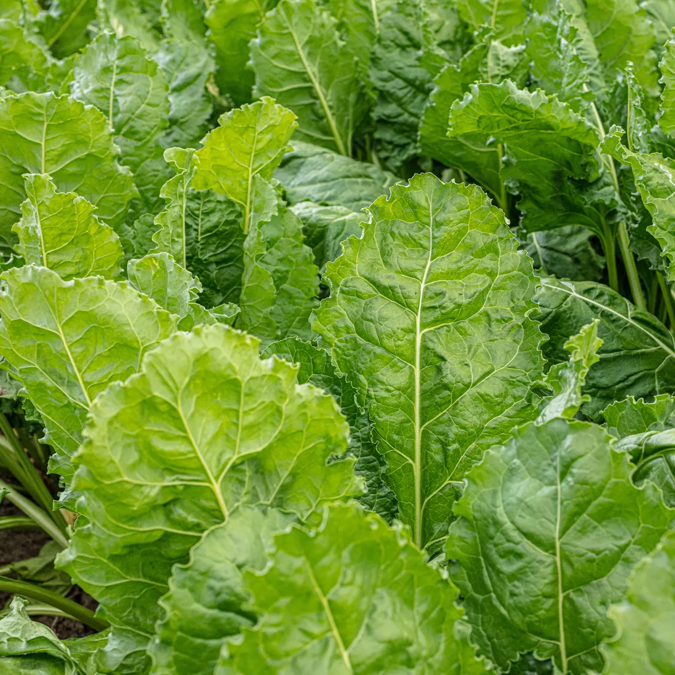 Digitale diensten- KWS SAAT SE & Co. KGaA