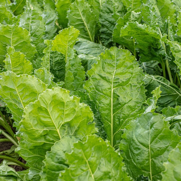 Contact- KWS SAAT SE & Co. KGaA