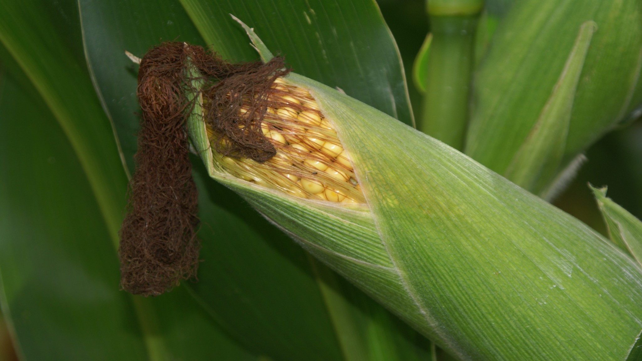 Corn - KWS SAAT SE & Co. KGaA