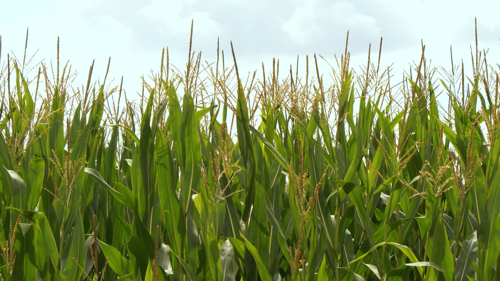 Corn - KWS SAAT SE & Co. KGaA