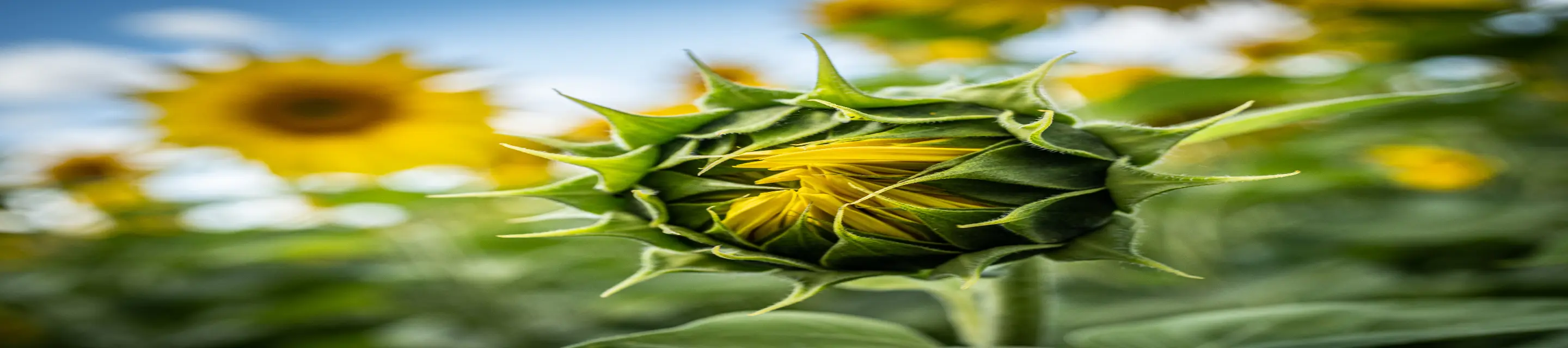 Ayçiçeği çeşitleri - Ayçiçeği - Ürünler- KWS SAAT SE & Co. KGaA