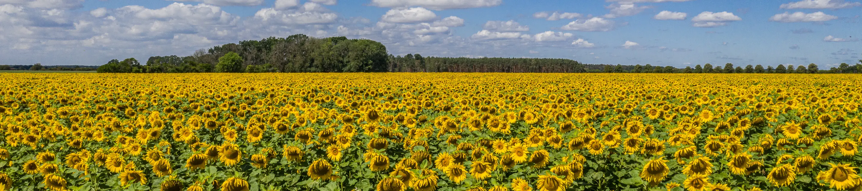 Slnečnica KWS - KWS Semena, s.r.o.