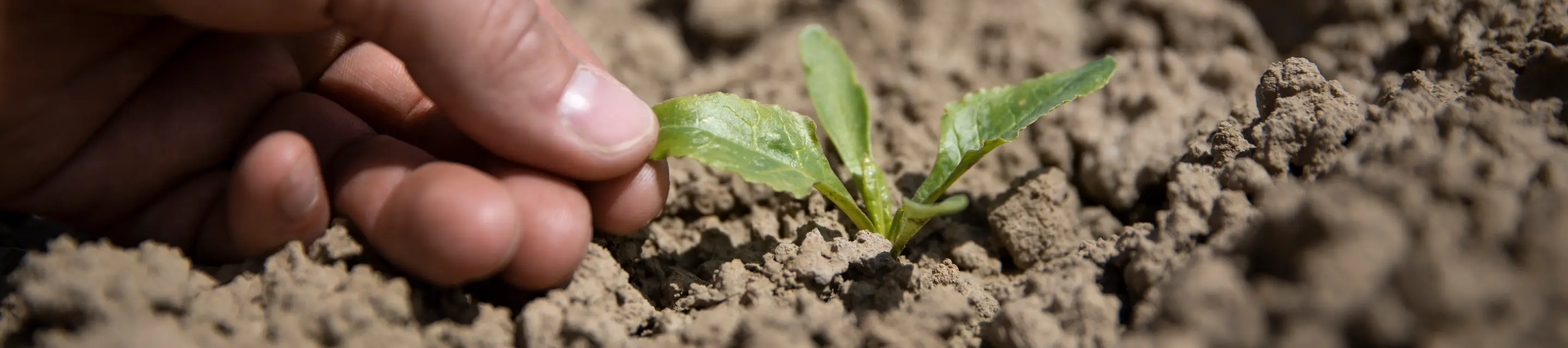 SEEDING THE FUTURE - KWS SAAT SE & Co. KGaA