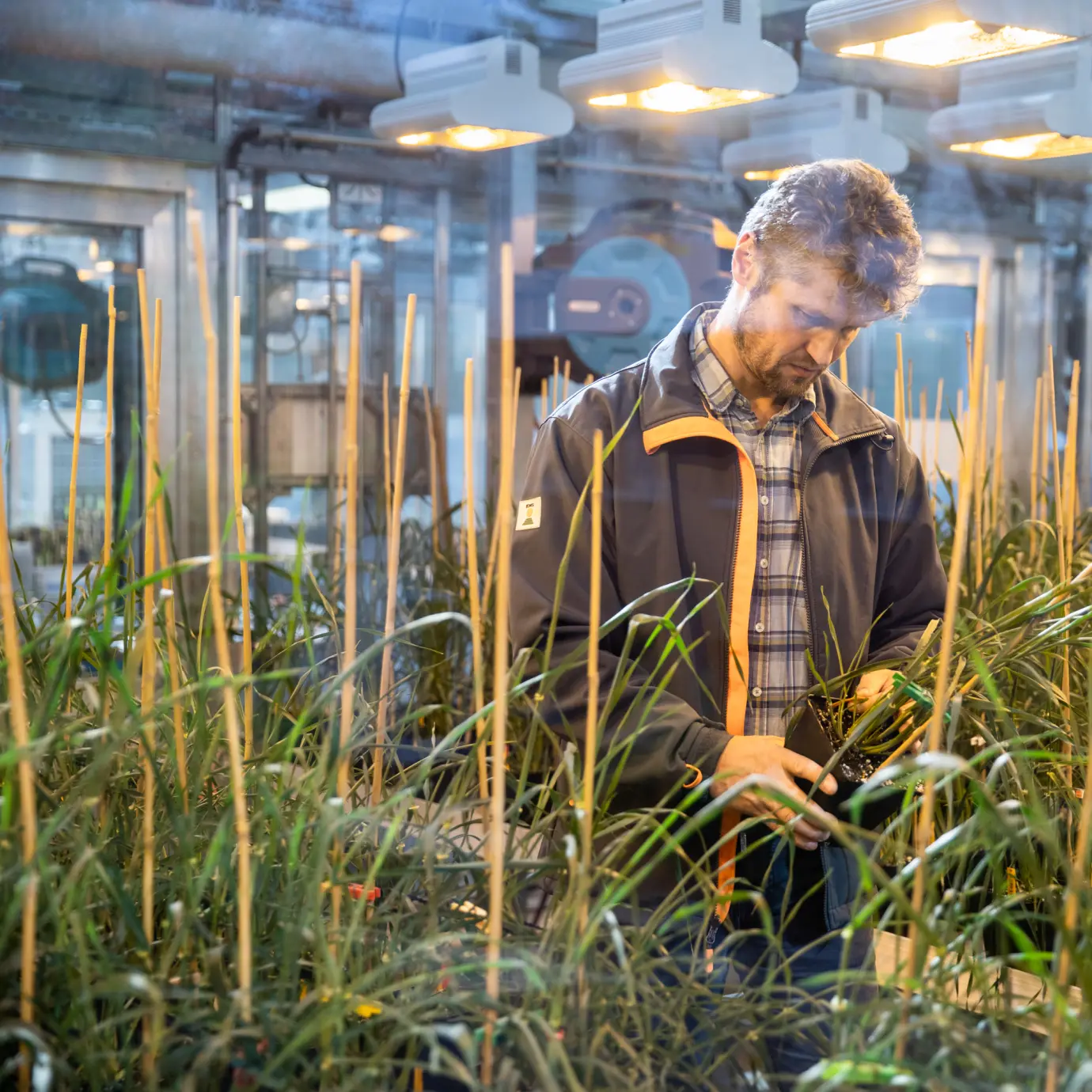 KWS SAAT - KWS Benelux B.V.