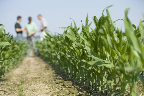 KWS Saat AG exceeds expectations and revenues for 2006/2007 - KWS SAAT ...