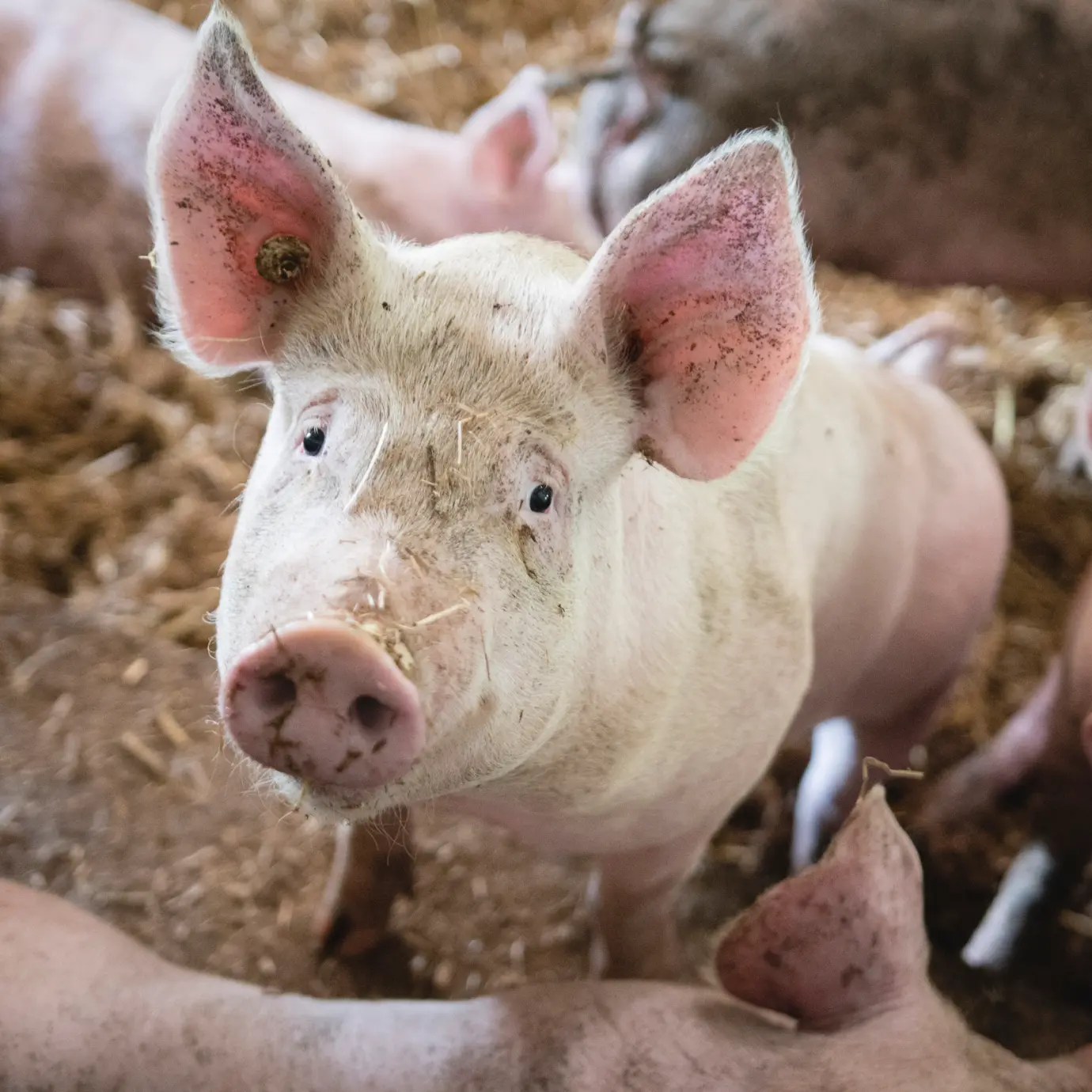 home — KWS Seeds Canada