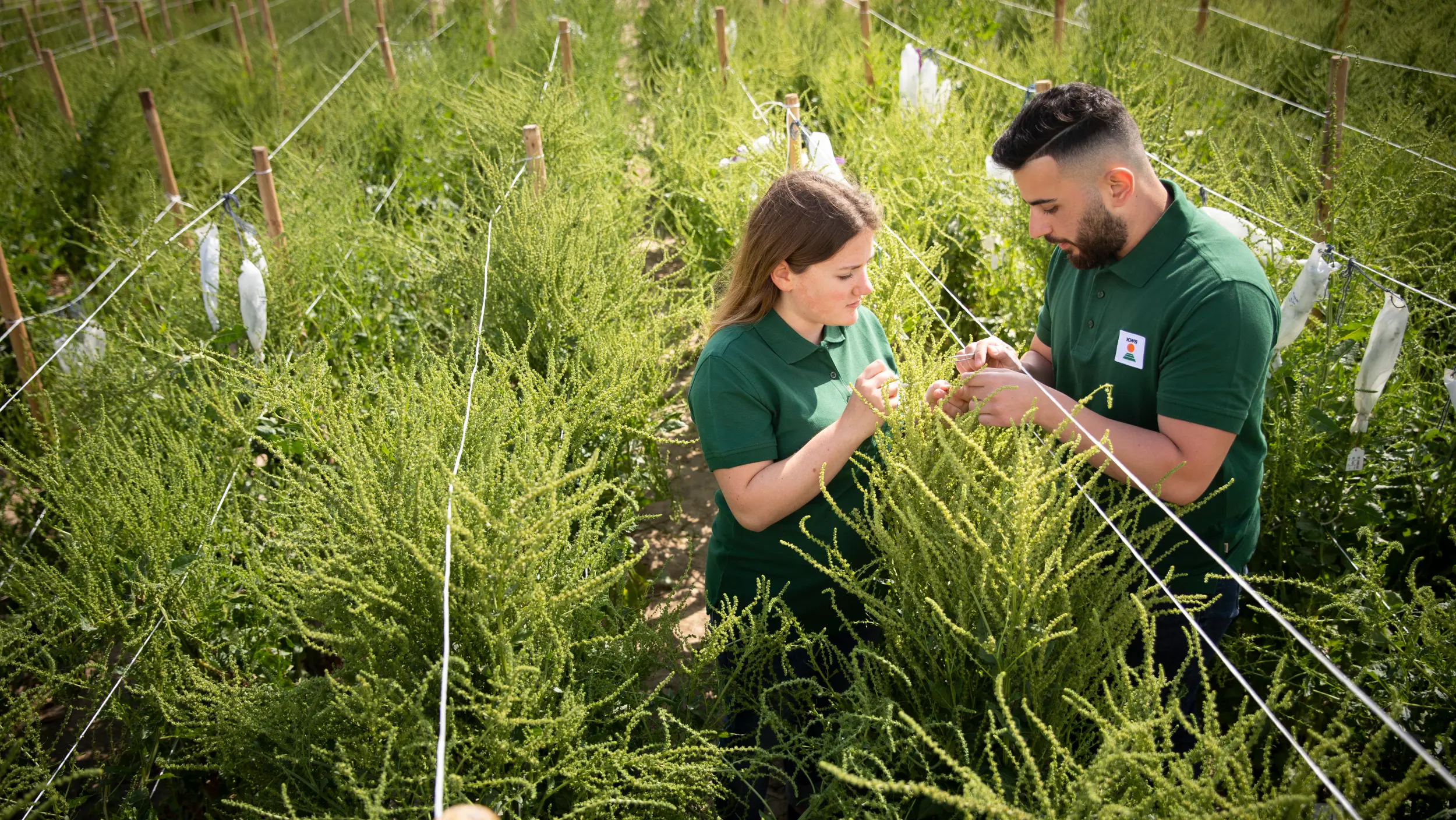 Company - KWS SAAT SE & Co. KGaA