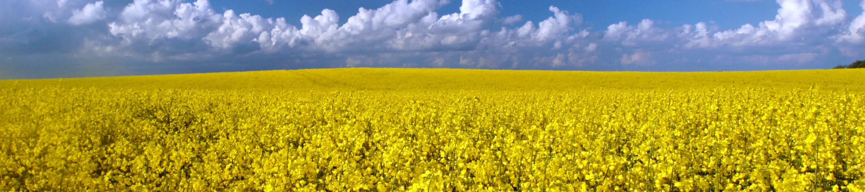 Aussaatstärke Winterraps - Aussaat Raps - KWS SAAT | kws.de