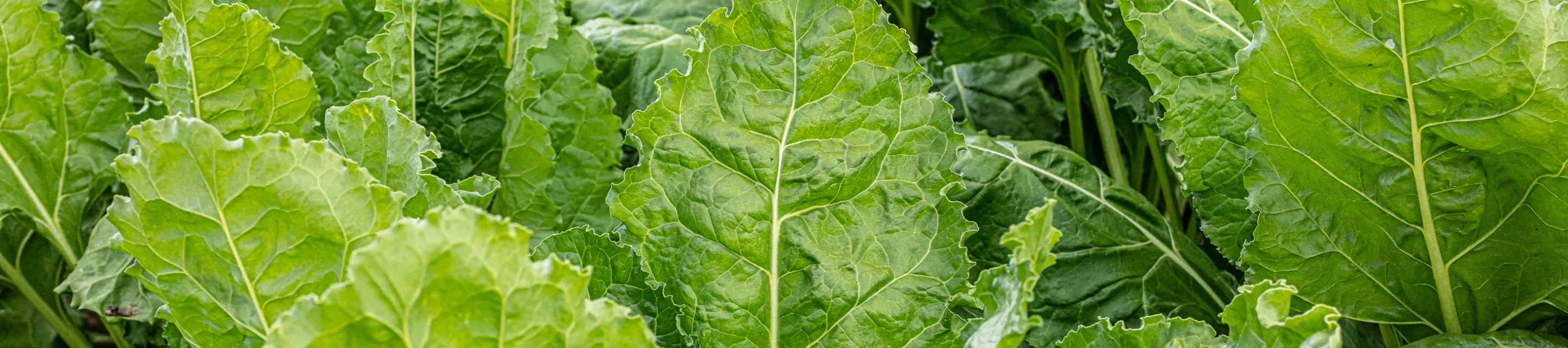 Sugarbeet | Beet Varieties - Products- KWS UK Ltd.