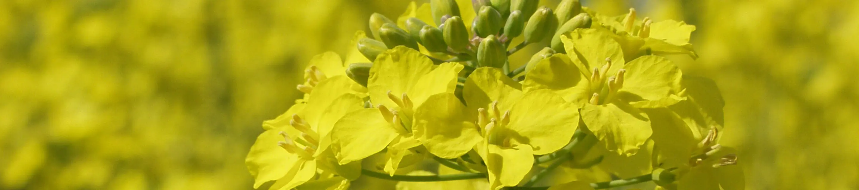 KWS Winterraps - Rapssaatgut - KWS SAAT SE & Co. KGaA