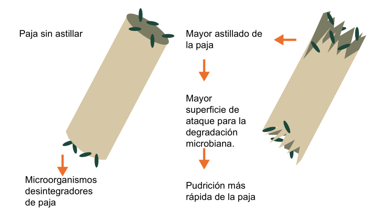 Laboreo - Siembra KWS Chile Ltda.